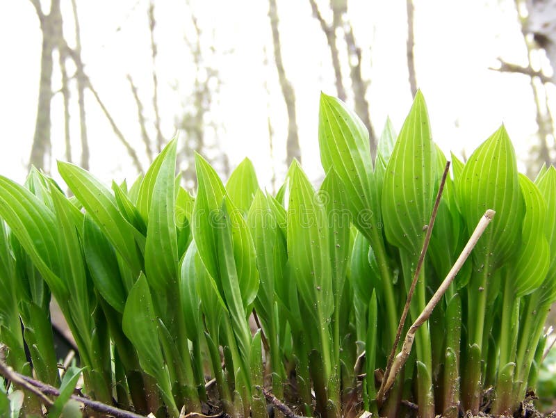 Spring Hostas stock photo. Image of springtime, hosta - 5026234