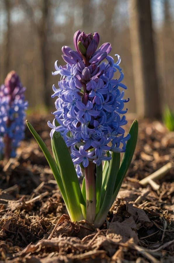 Spring Hyacinth in Bloom in Natural Outdoor Setting Stock Illustration ...