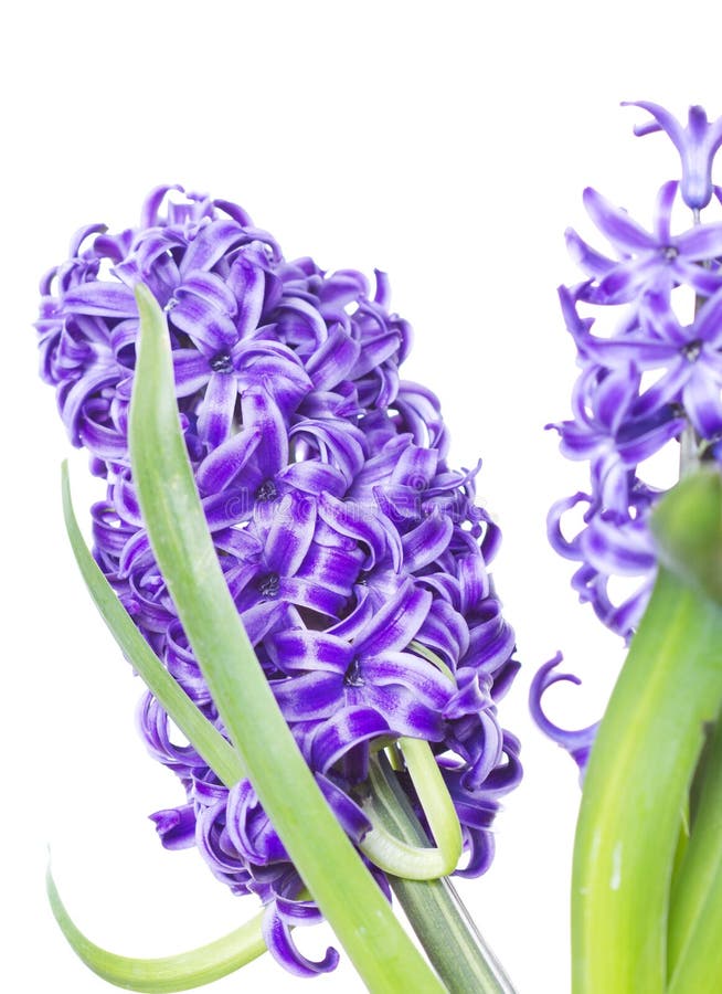 Spring Hyacinth Flower Isolated Stock Image - Image of blossom, green ...
