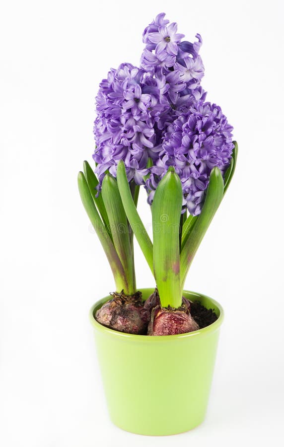 Purple hyacinth stock image. Image of isolated, seasonal - 18819407