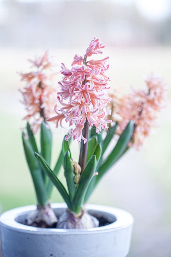 Spring Hyacinth in Pastel Peach Color Stock Photo - Image of ...