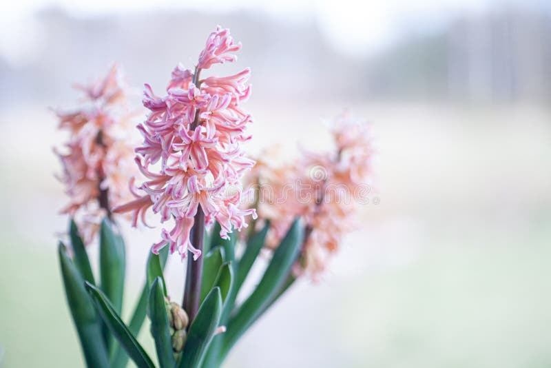 Spring Hyacinth in Pastel Peach Color Stock Image - Image of fragrant ...