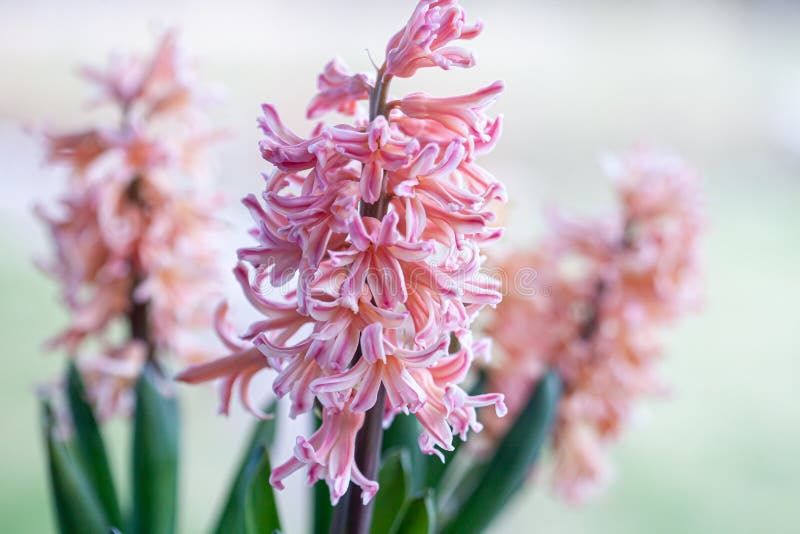 Spring Hyacinth in Pastel Peach Color Stock Photo - Image of gardening ...