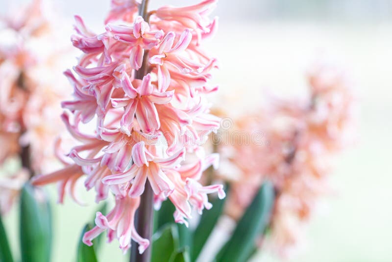 Spring Hyacinth in Pastel Peach Color Stock Photo - Image of botanic ...