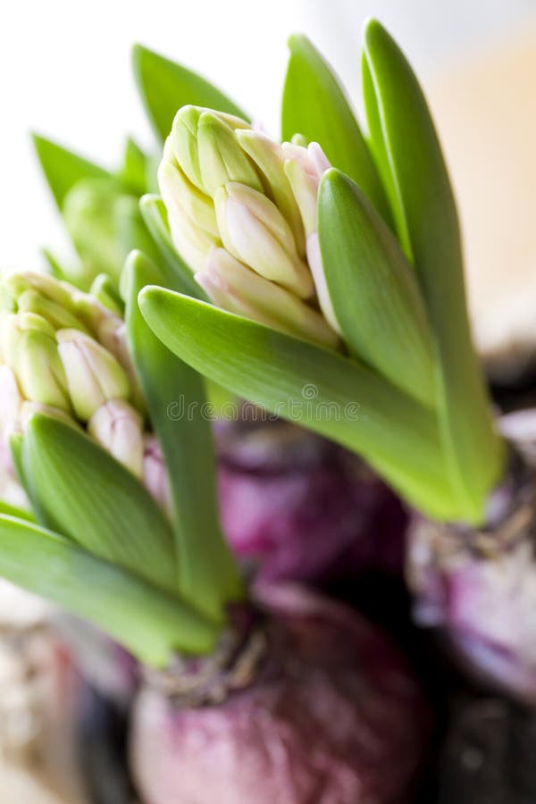 Spring Hyacinths stock photo. Image of nature, color - 23769052