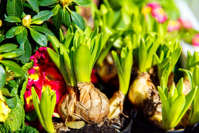 Spring Hyacinths Bulbs Ready To Plant. Hyacinths in Spring for Easter ...