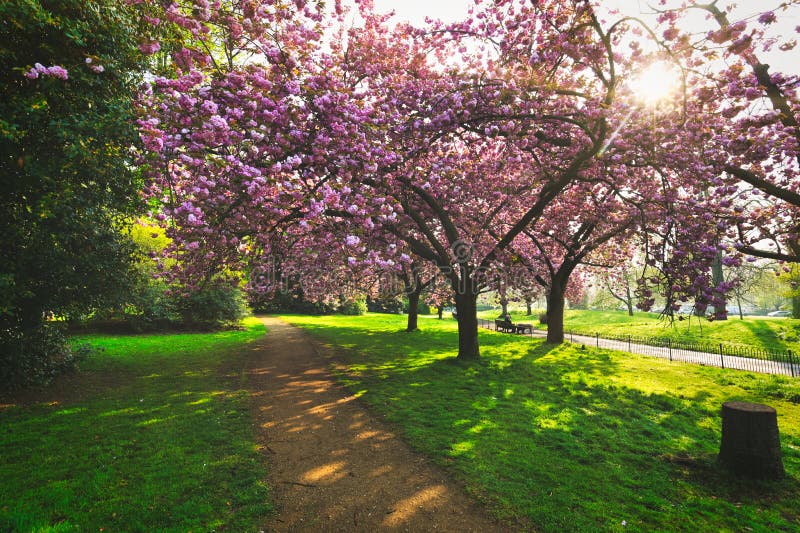 Spring in Hyde Park in London, UK Stock Photo - Image of park, summer ...