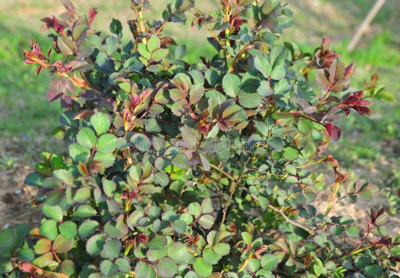 In Spring, the Rose Grows Red Tender Leaves. Stock Photo - Image of ...