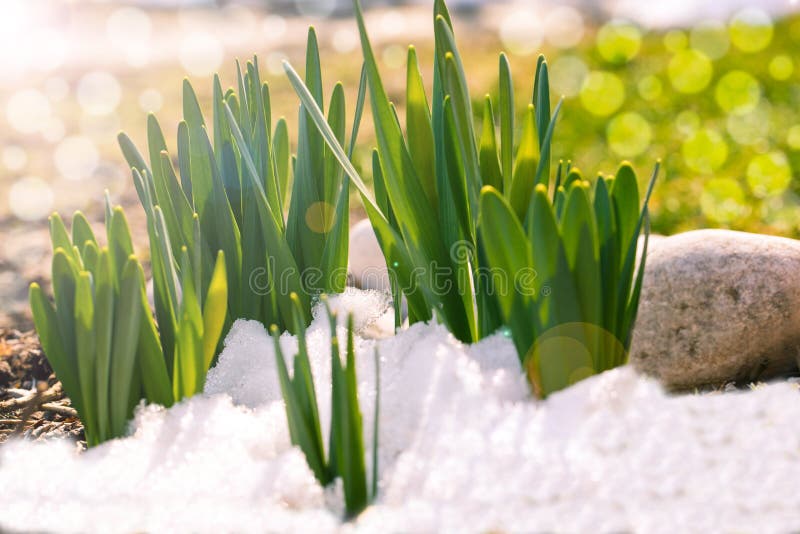 Spring ice frozen stock photo. Image of season, floral - 37019622