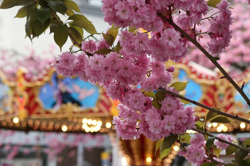 Spring Idyll: Cherry Blossoms and Carousel Stock Photo - Image of ...
