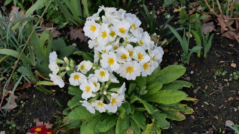 Spring Image Showing Primulas or Primroses and Foliage on Ground Stock ...