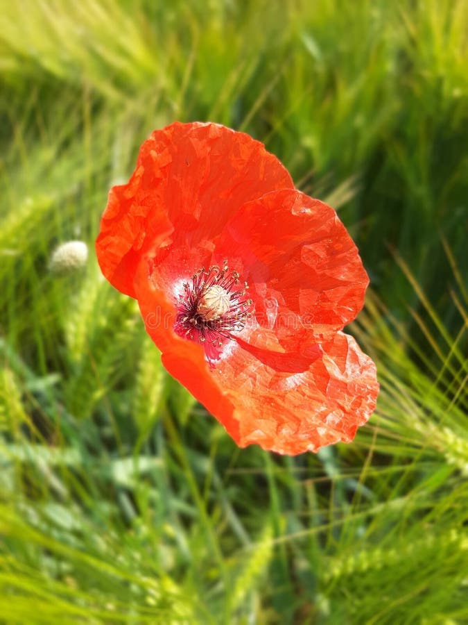 Spring Fever - Colourful Spectacle of Nature - Poppy in the Cornfield ...