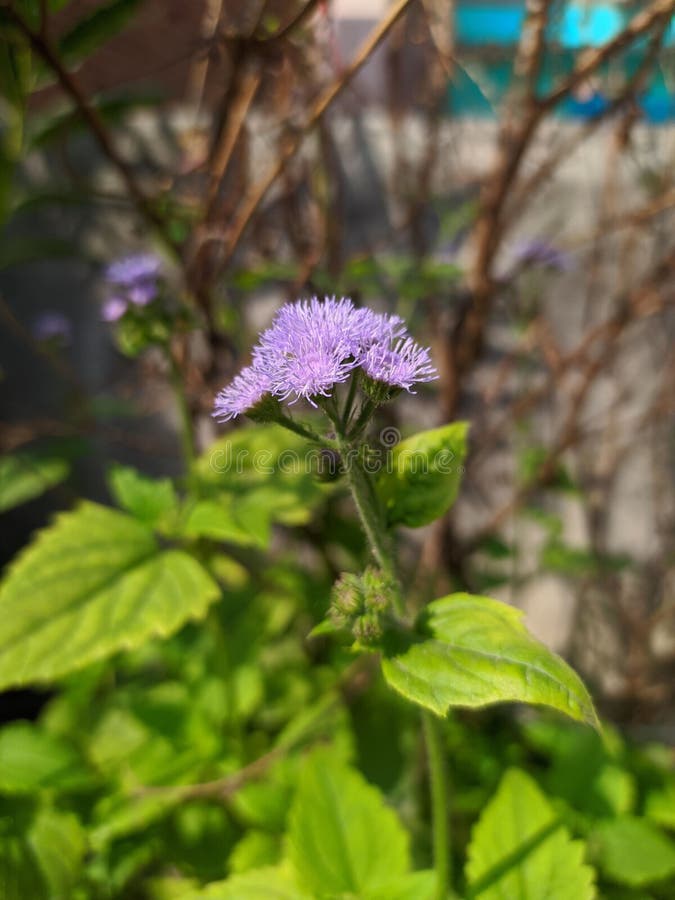 Spring in india stock photo. Image of green, blossom - 210969908