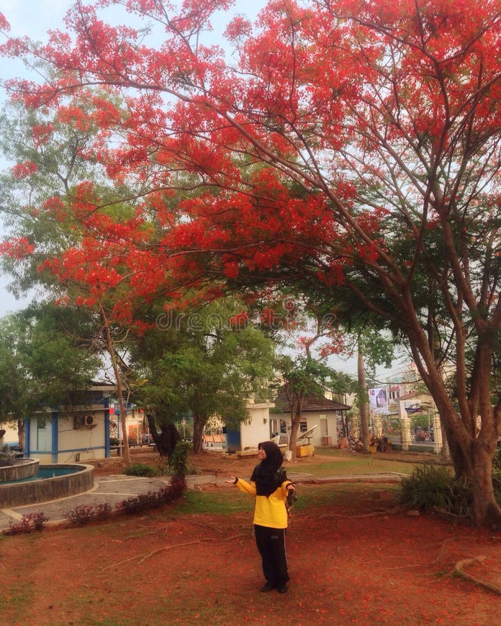 Spring in Indonesia editorial photo. Image of lovely - 63756891