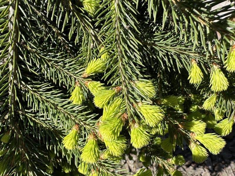 Spring Inflorescence on a Coniferous Tree. Pine Blossoms Spreading ...