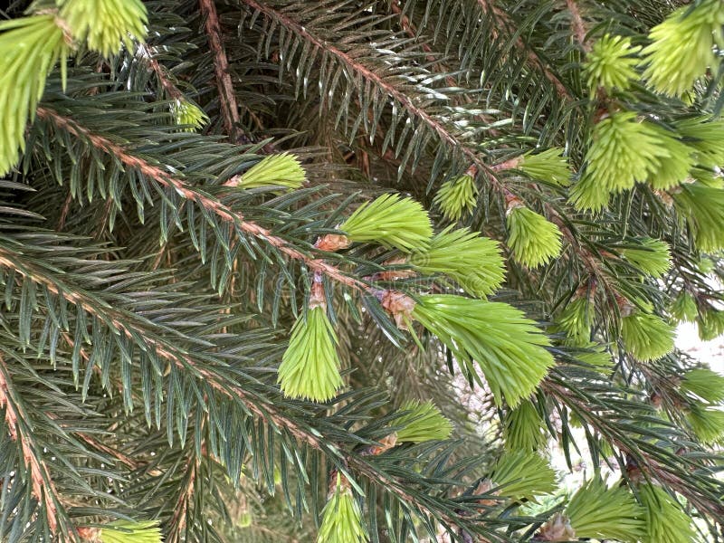 Spring Inflorescence on a Coniferous Tree. Pine Blossoms Spreading ...