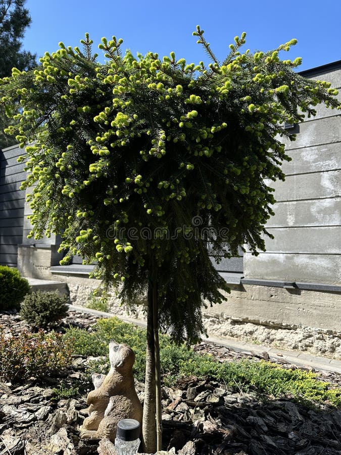 Spring Inflorescence on a Coniferous Tree. Pine Blossoms Spreading ...