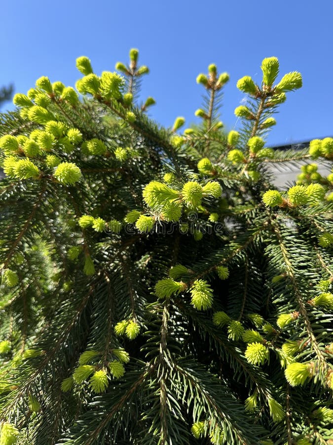 Spring Inflorescence on a Coniferous Tree. Pine Blossoms Spreading ...