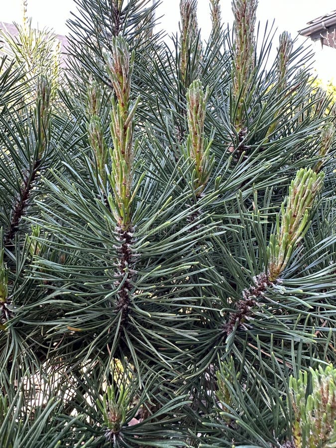 Spring Inflorescence on a Coniferous Tree. Pine Blossoms Spreading ...