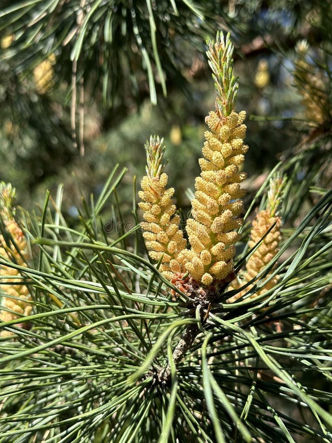 Spring Inflorescence on a Coniferous Tree. Pine Blossoms Spreading ...
