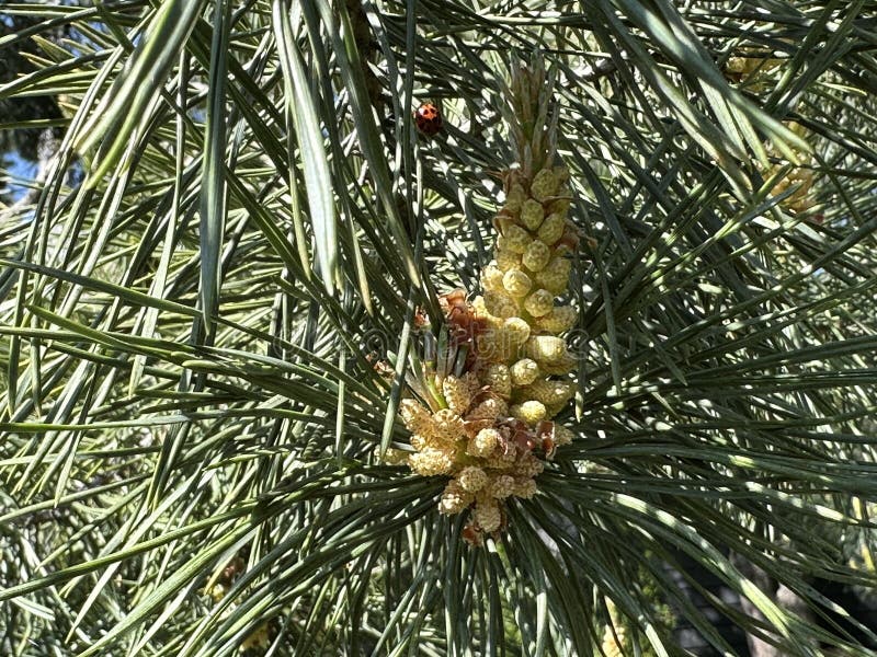 Spring Inflorescence on a Coniferous Tree. Pine Blossoms Spreading ...