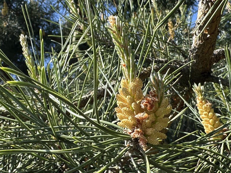 Spring Inflorescence on a Coniferous Tree. Pine Blossoms Spreading ...