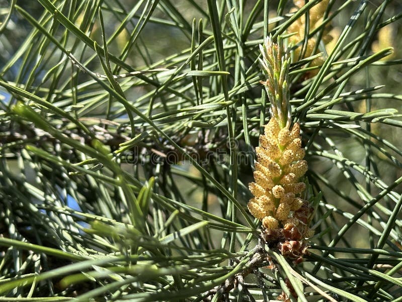 Spring Inflorescence on a Coniferous Tree. Pine Blossoms Spreading ...