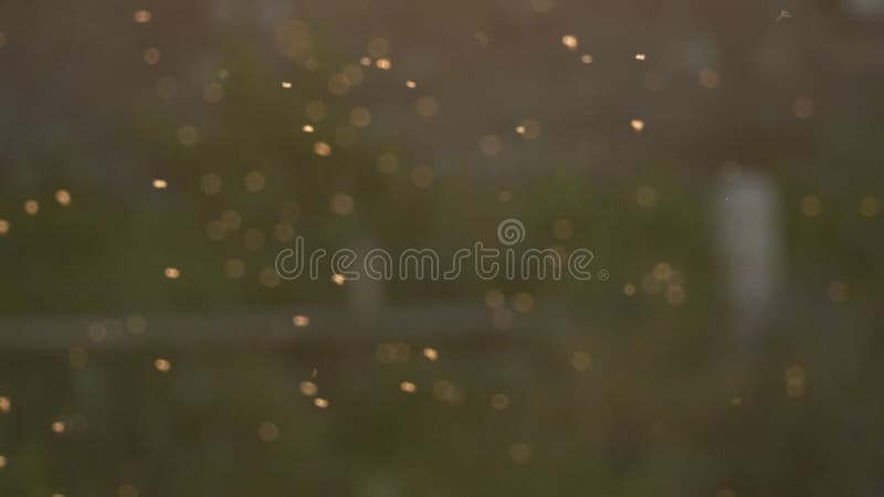 Spring insect stock video. Video of spring, flower, summer - 281349473