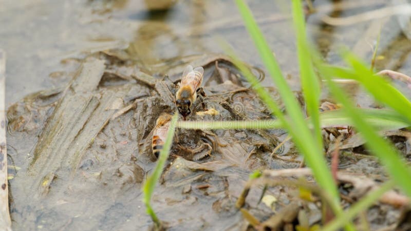 Spring insect stock footage. Video of blossom, macro - 281349648