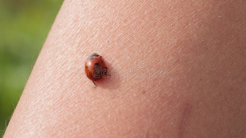 Spring insect stock video. Video of nature, slowmotion - 281349753