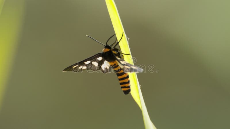 Spring insect stock footage. Video of spring, insect - 281350286