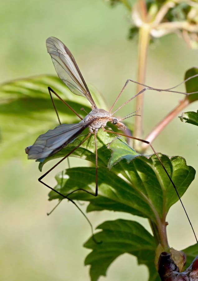 Spring insects stock image. Image of spread, fragility - 53531179