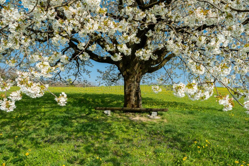 Oak Tree in Early Spring - England Stock Image - Image of scenic, field ...