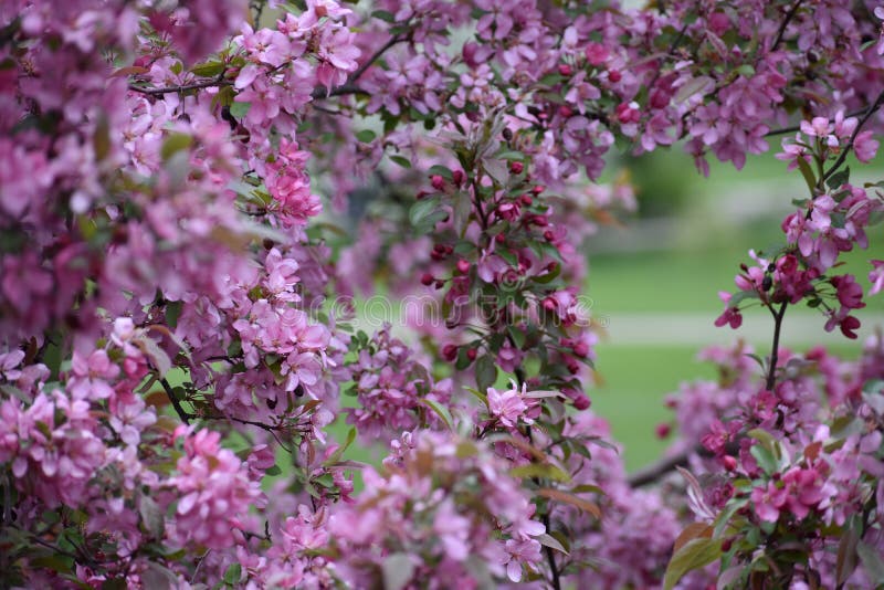 Spring in Iowa stock image. Image of fresh, purple, spring - 90961879