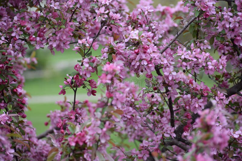 Spring in Iowa stock photo. Image of blooming, iowa, flower - 90961916