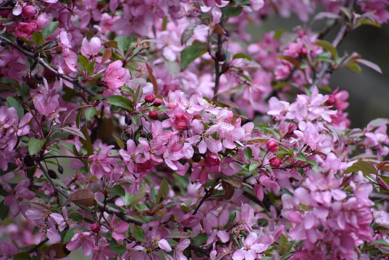 Spring in Iowa stock photo. Image of plant, trees, flower - 90961940