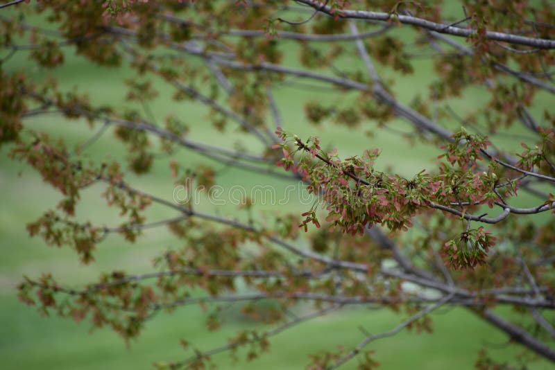 Spring in Iowa stock image. Image of vegetation, twig - 90961985