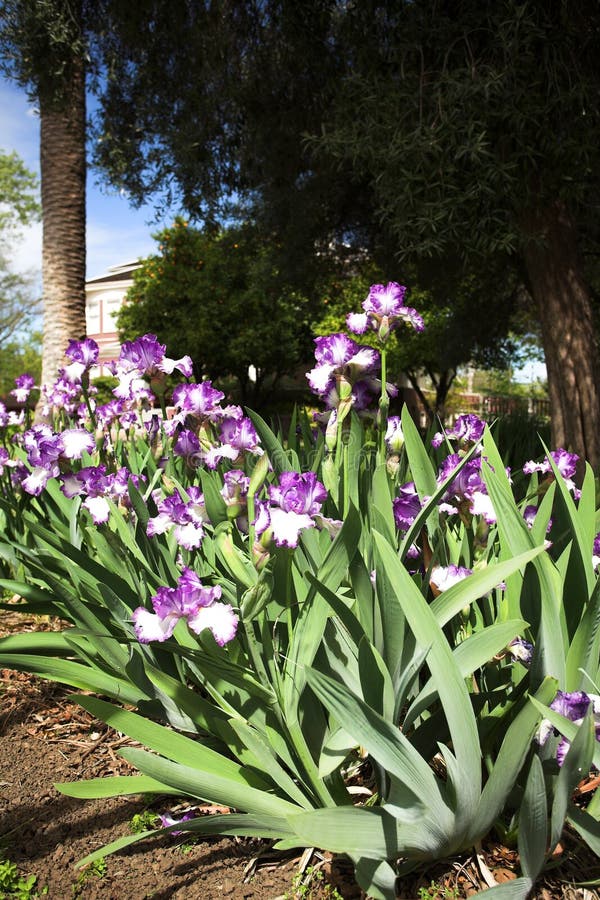 Spring Iris Picture. Image: 4816173