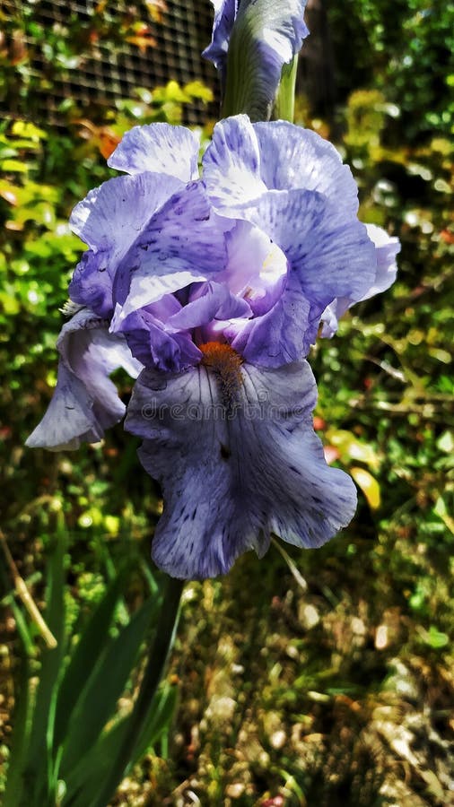 Spring iris flower stock photo. Image of plant, violet - 182621584