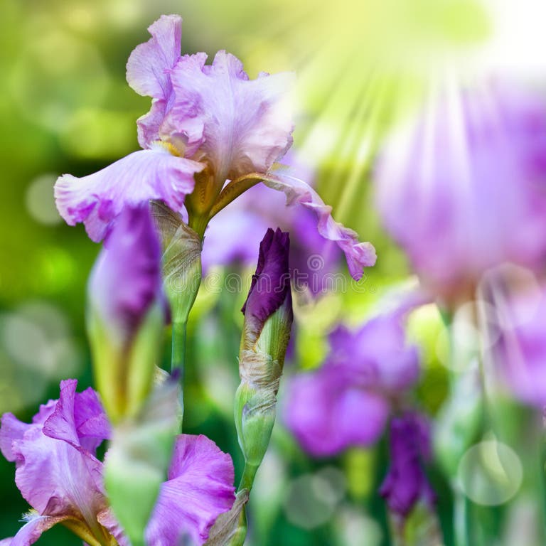 Spring Iris Flowers stock photo. Image of close, plant - 18554708