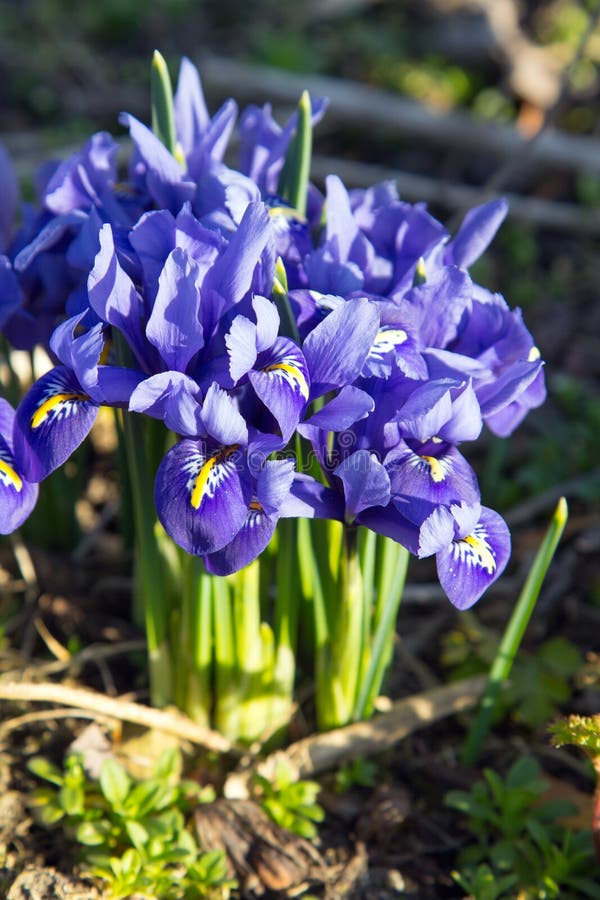Spring iris flowers stock photo. Image of meadow, irises - 67360094