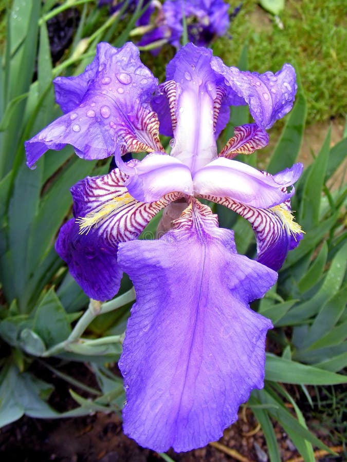 Spring iris stock image. Image of water, rain, nature - 40326015