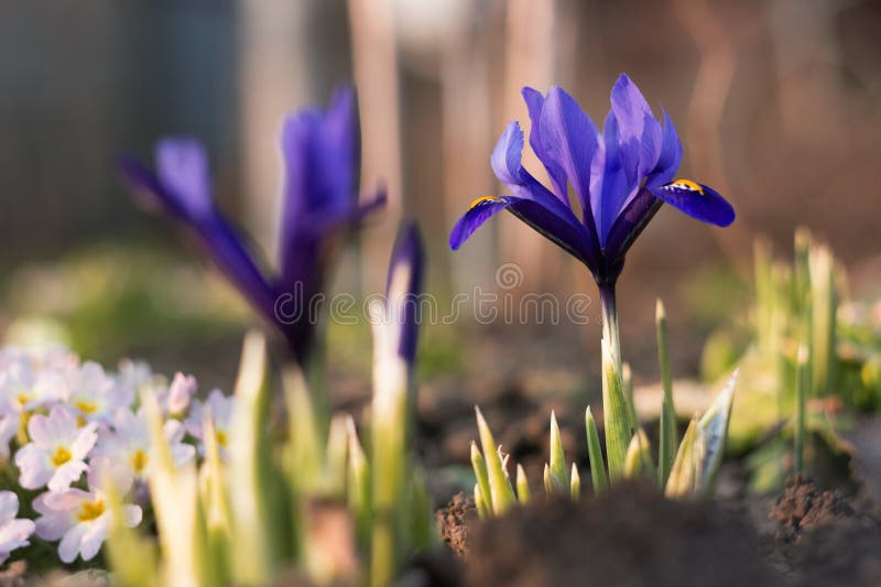 Spring Iris Reticulata, Early Small Blue Flowers Bloom in the Garden ...