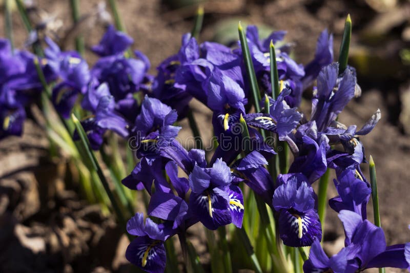 Spring Iris Reticulata, Early Small Blue Flowers Bloom in the Garden ...