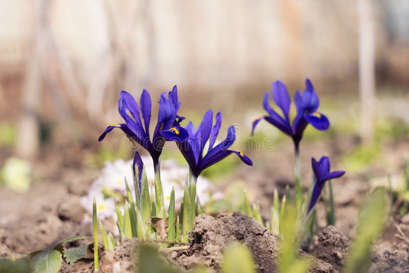 Spring Iris Reticulata, Early Small Blue Flowers Bloom in the Garden ...
