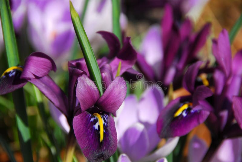 Spring irises stock photo. Image of blurred, blue, blur - 700438
