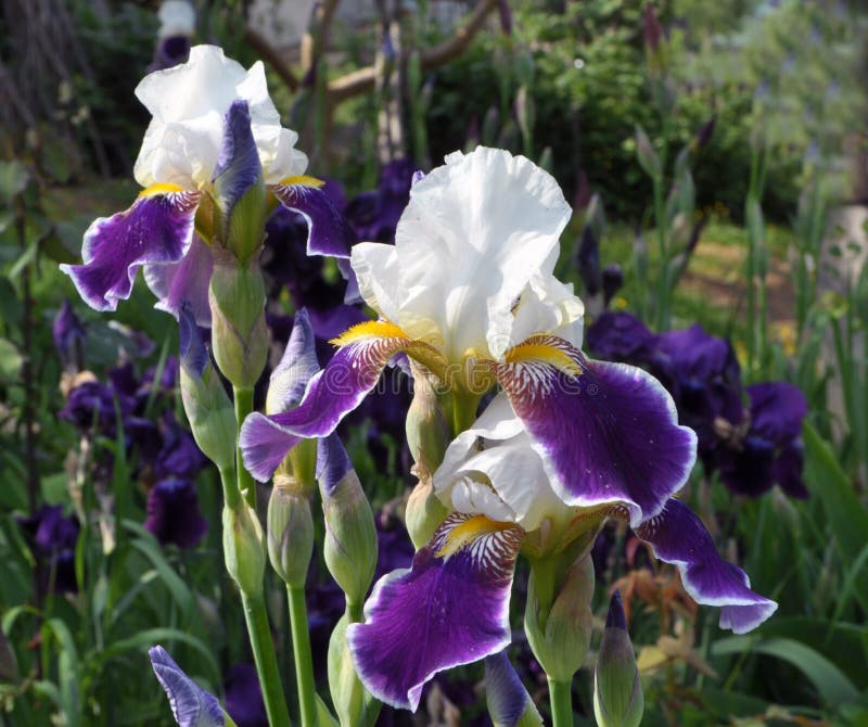 Flower Irises Blooming in the Spring Stock Photo - Image of close ...