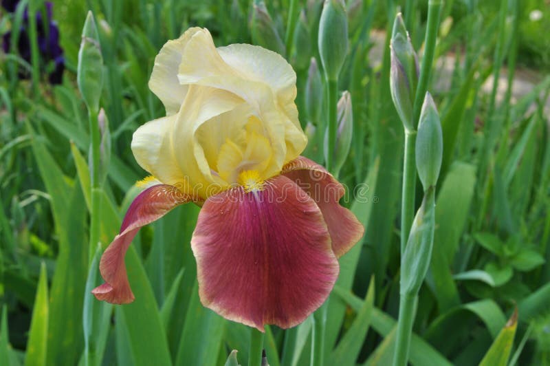 Flower Irises Blooming in the Spring Stock Image - Image of flora ...