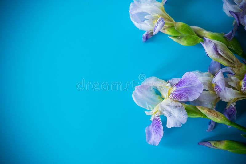 Spring Irises in a Minimalist Composition on a Blue Background Stock ...