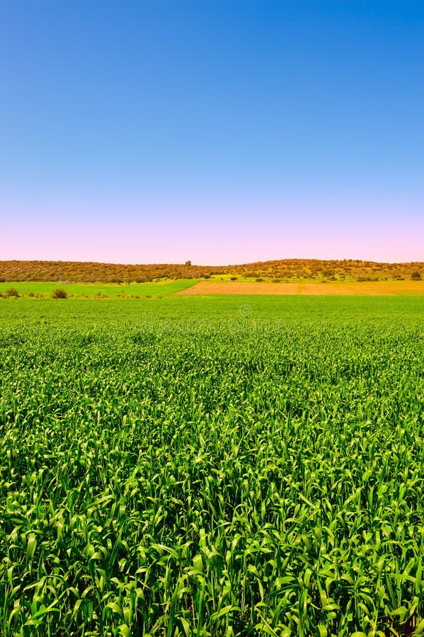 Spring in Israel stock image. Image of cultivated, leaf - 24147597